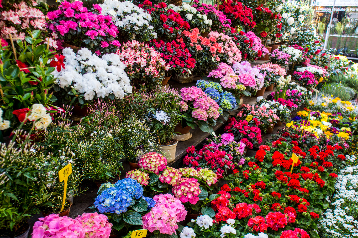Marché aux Fleurs | Travelsnapz | Travel photos and stories