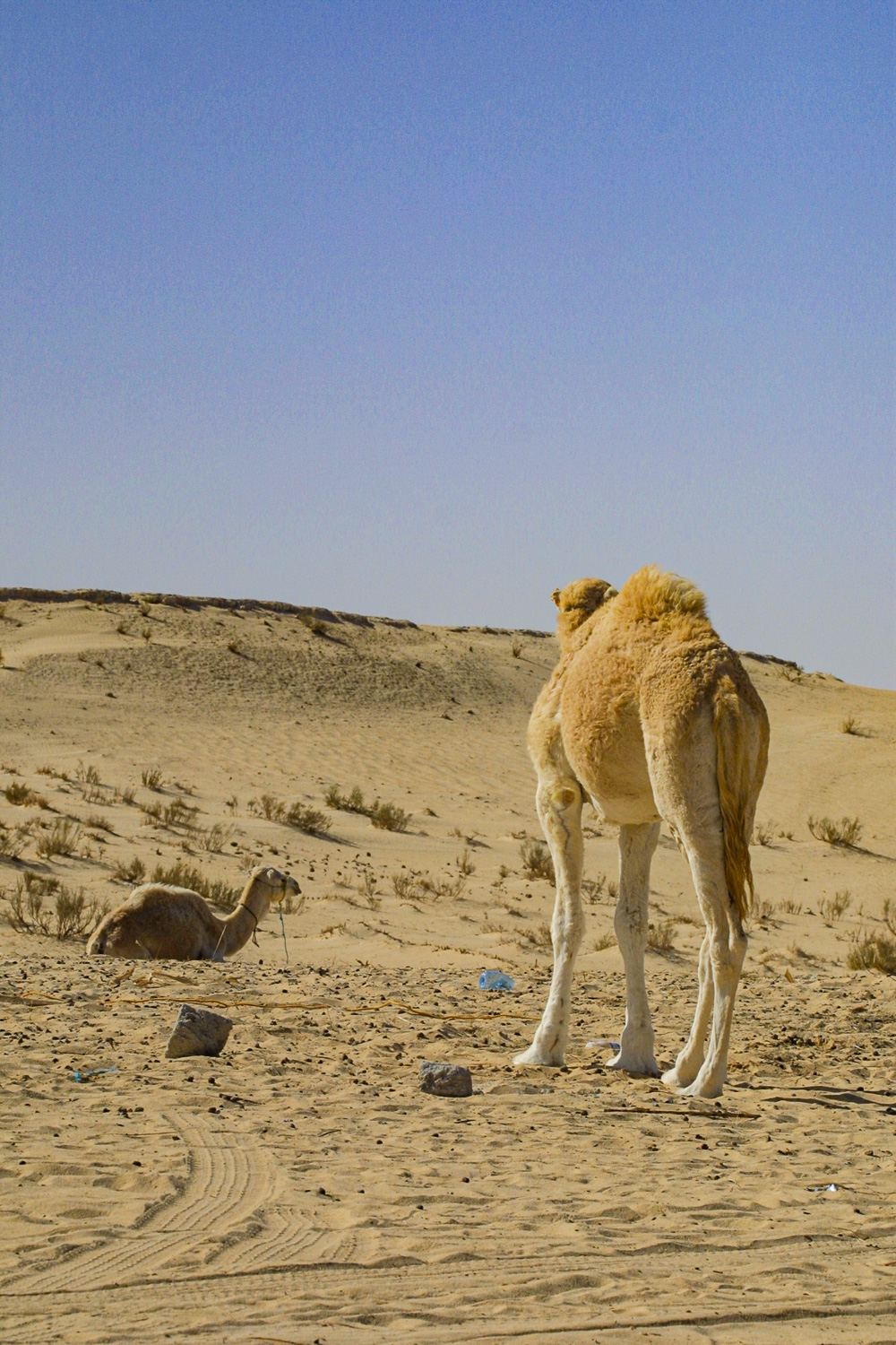 Nefta, Tunisia | Travelsnapz | Travel photos and stories